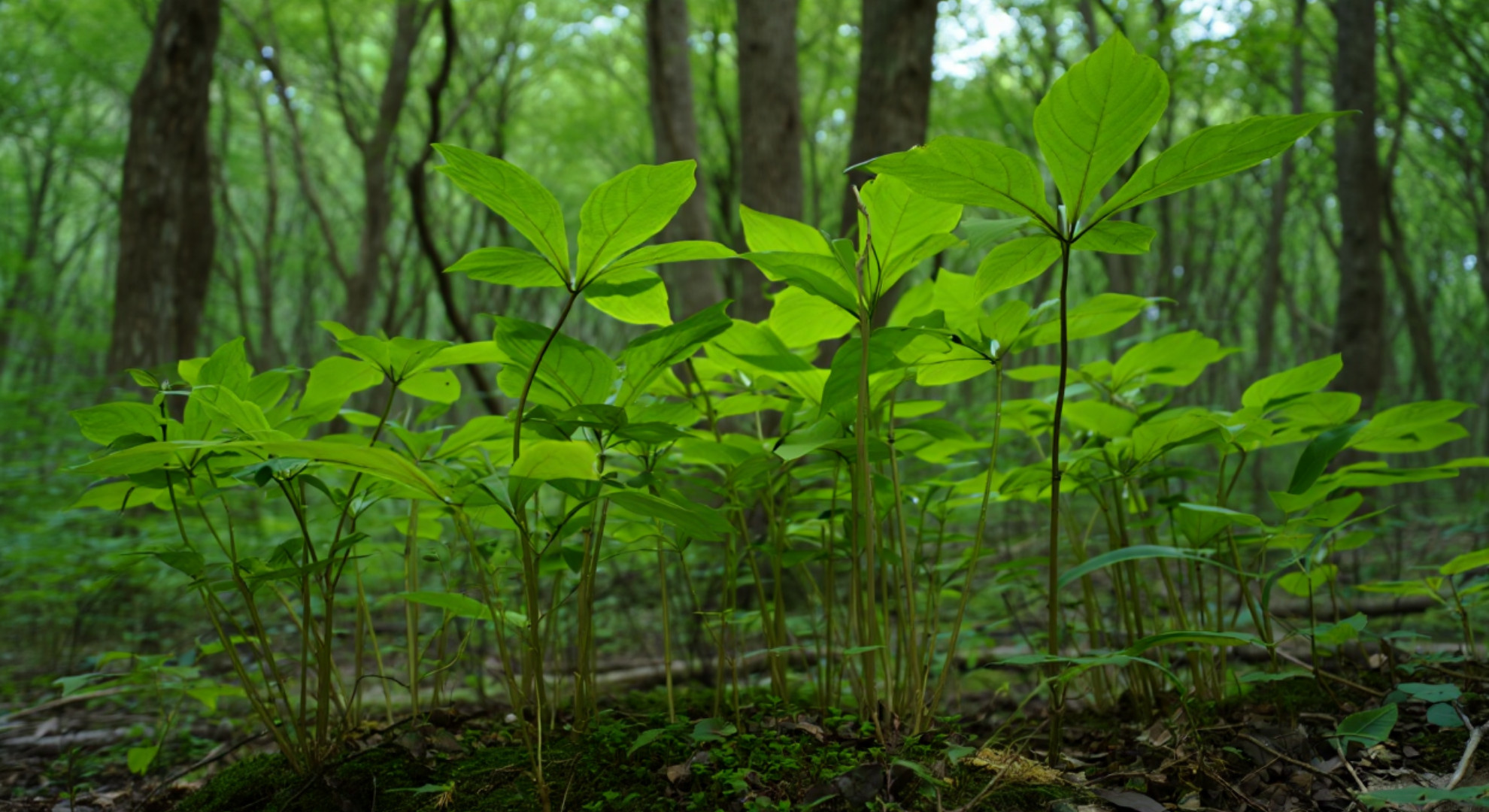 They Grow in Gardens and Forests and Are Worth Nearly €1,000 – Yet We ...